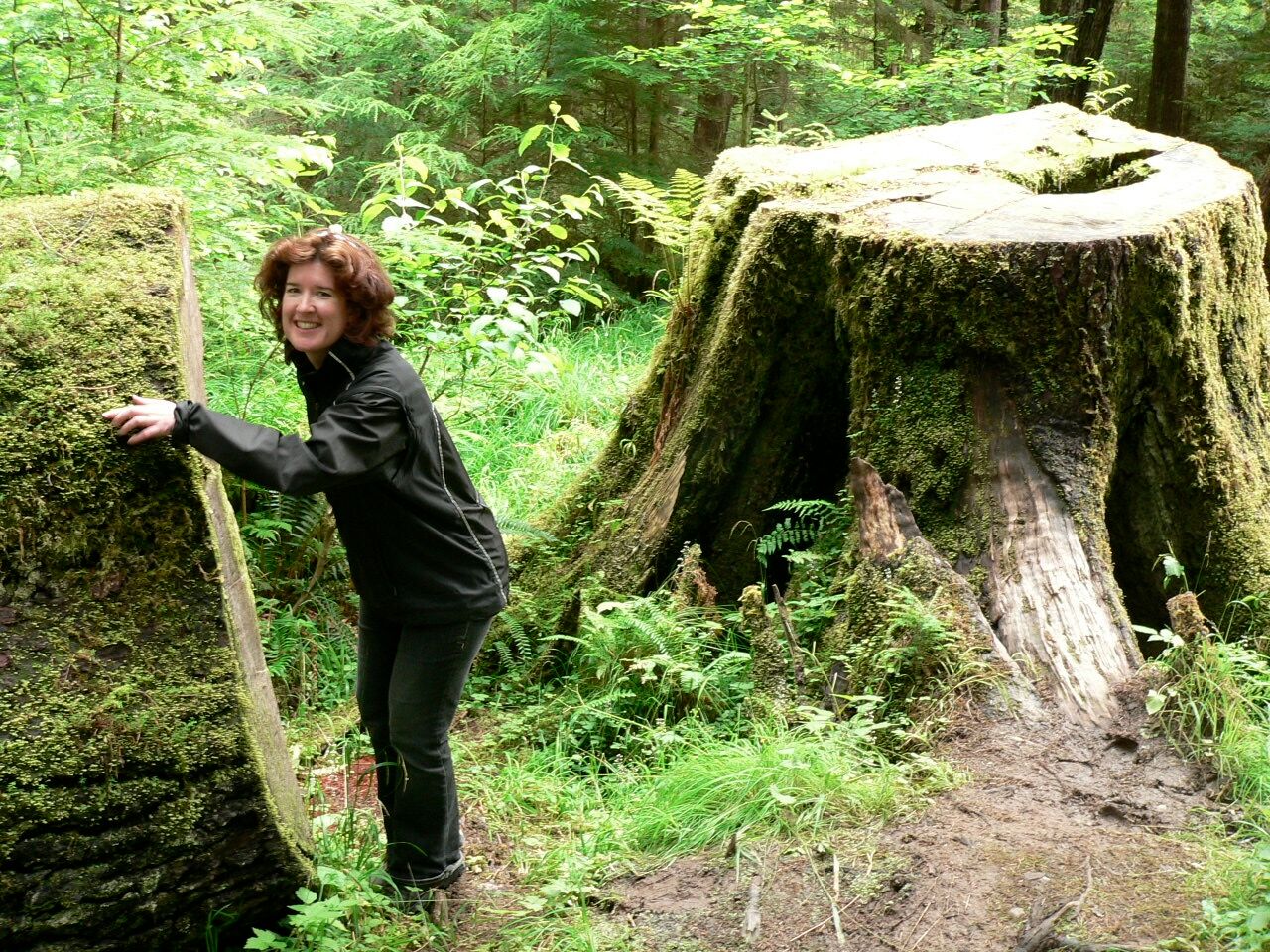 Haida Gwaii big stump – Jennifer Lang